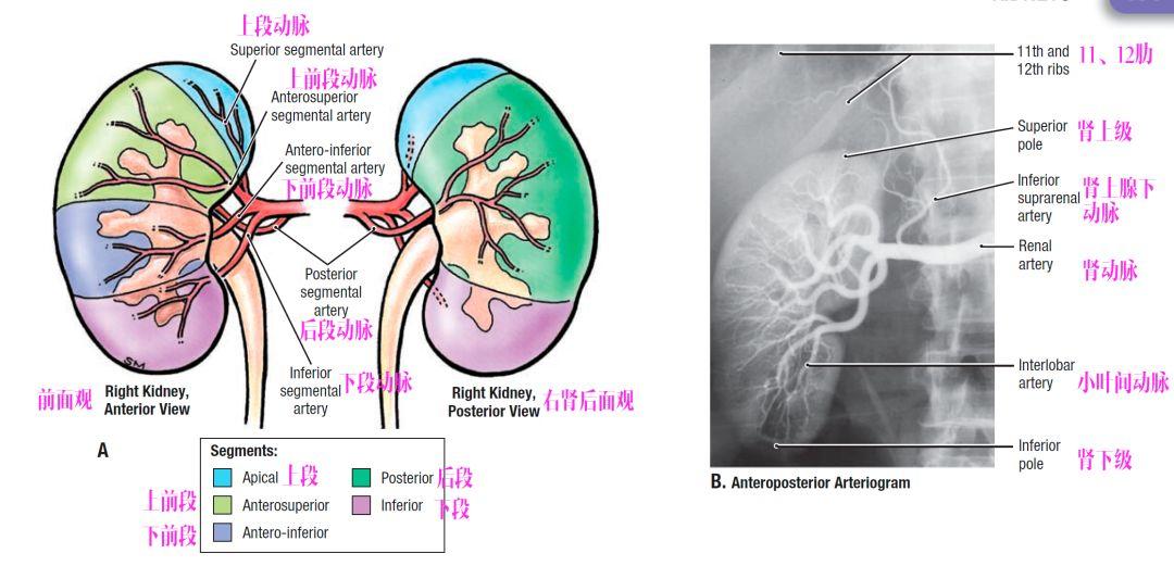 肾脏的血供、淋巴与神经支配 - 知乎