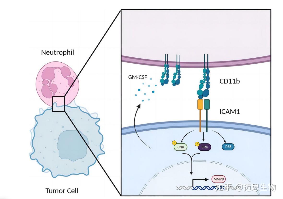 细胞粘附分子ICAM1 - 知乎