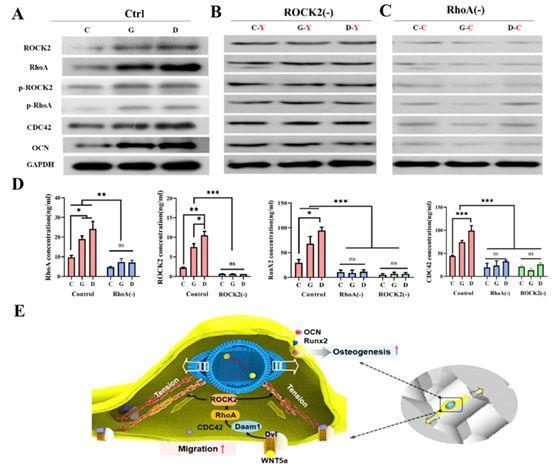 华南理工大学《Bioact. Mater.》：支架孔隙形态调节骨再生机制 - 知乎