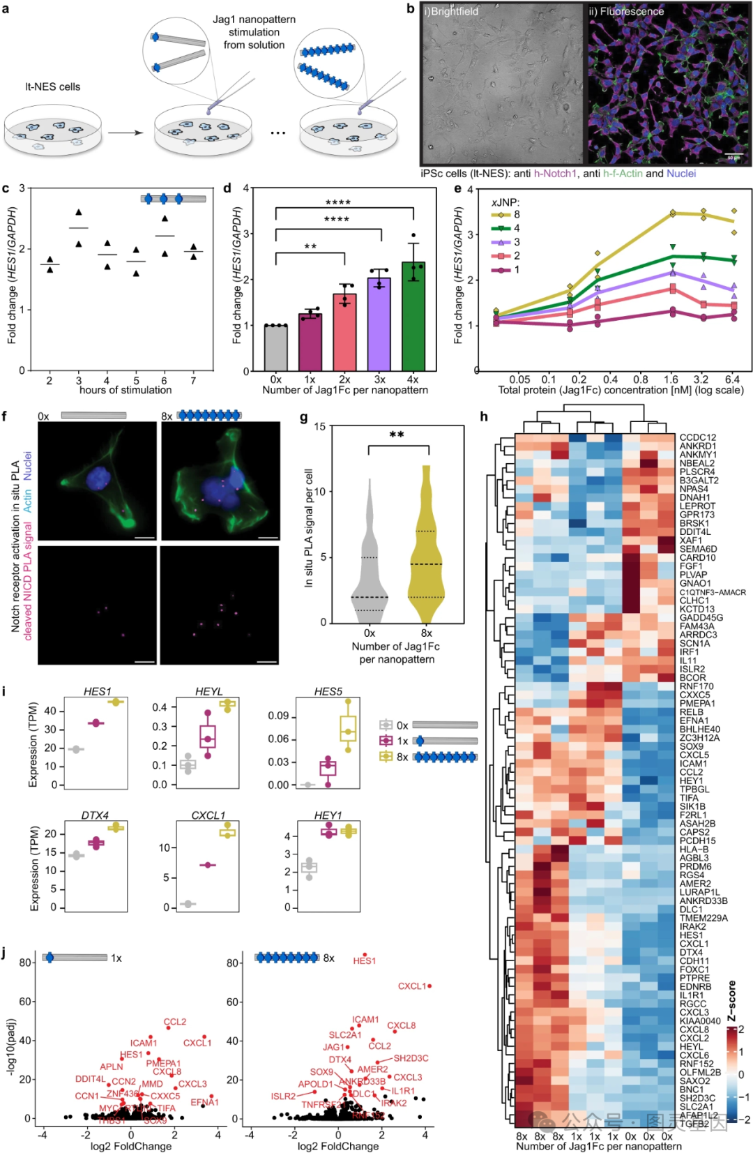 Nat Comm | DNA折纸发现激活Notch通路新模式 - 知乎