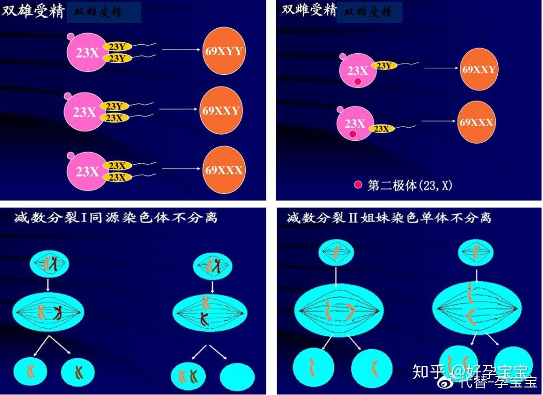 夫妻双方染色体正常，为什么胚胎染色体不正常？ 知乎