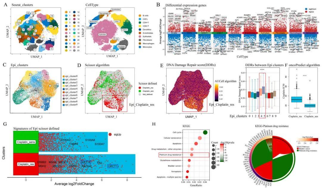 Drug Resist Update | 组蛋白乳酸化修饰驱动膀胱癌顺铂耐药的机制研究 - 知乎
