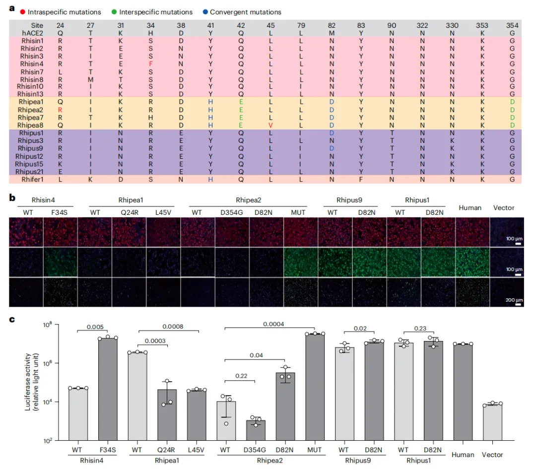 合作文章Nat Ecol Evol（IF：13.9） | 比较基因组学揭示了菊头蝠科蝙蝠的染色体演化及其免疫适应机制 - 知乎