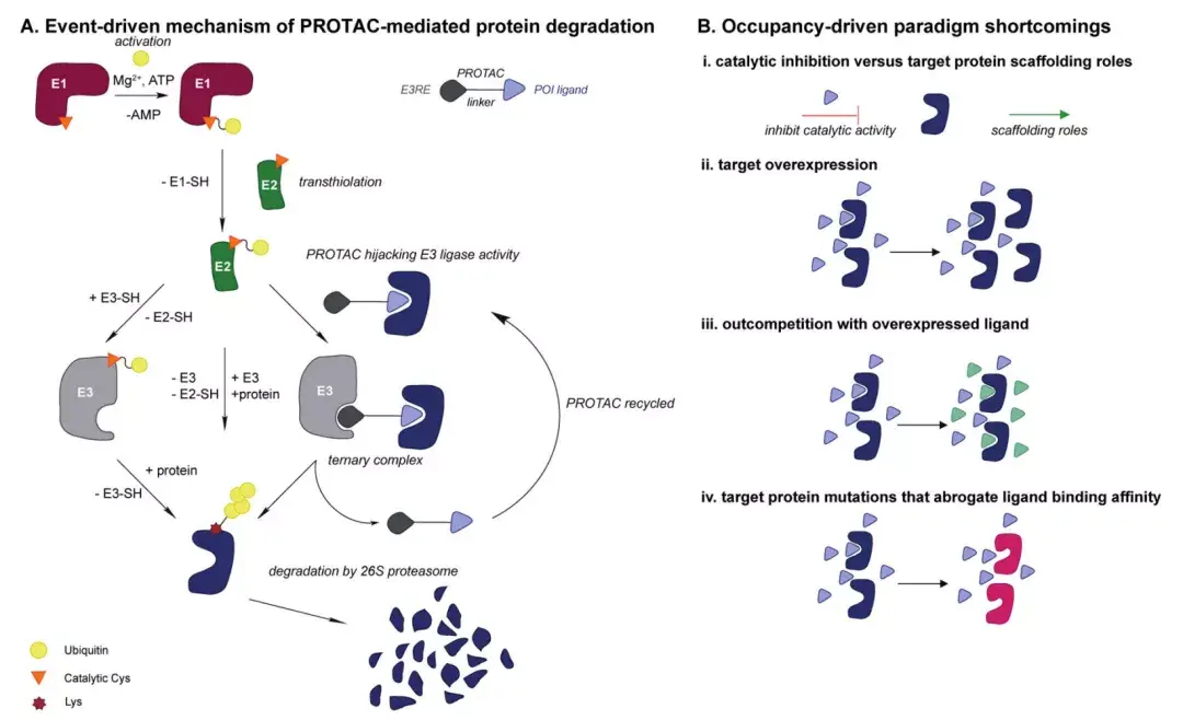 PROTACs的两大挑战：耐药性和毒性 - 知乎