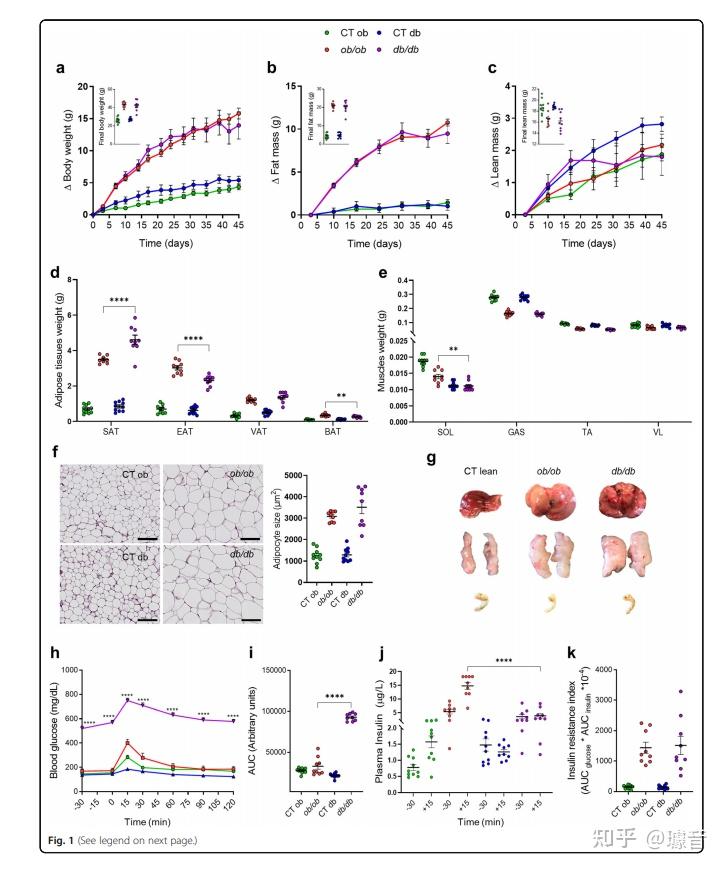 DBDB、OBOB二型糖尿病小鼠 - 知乎