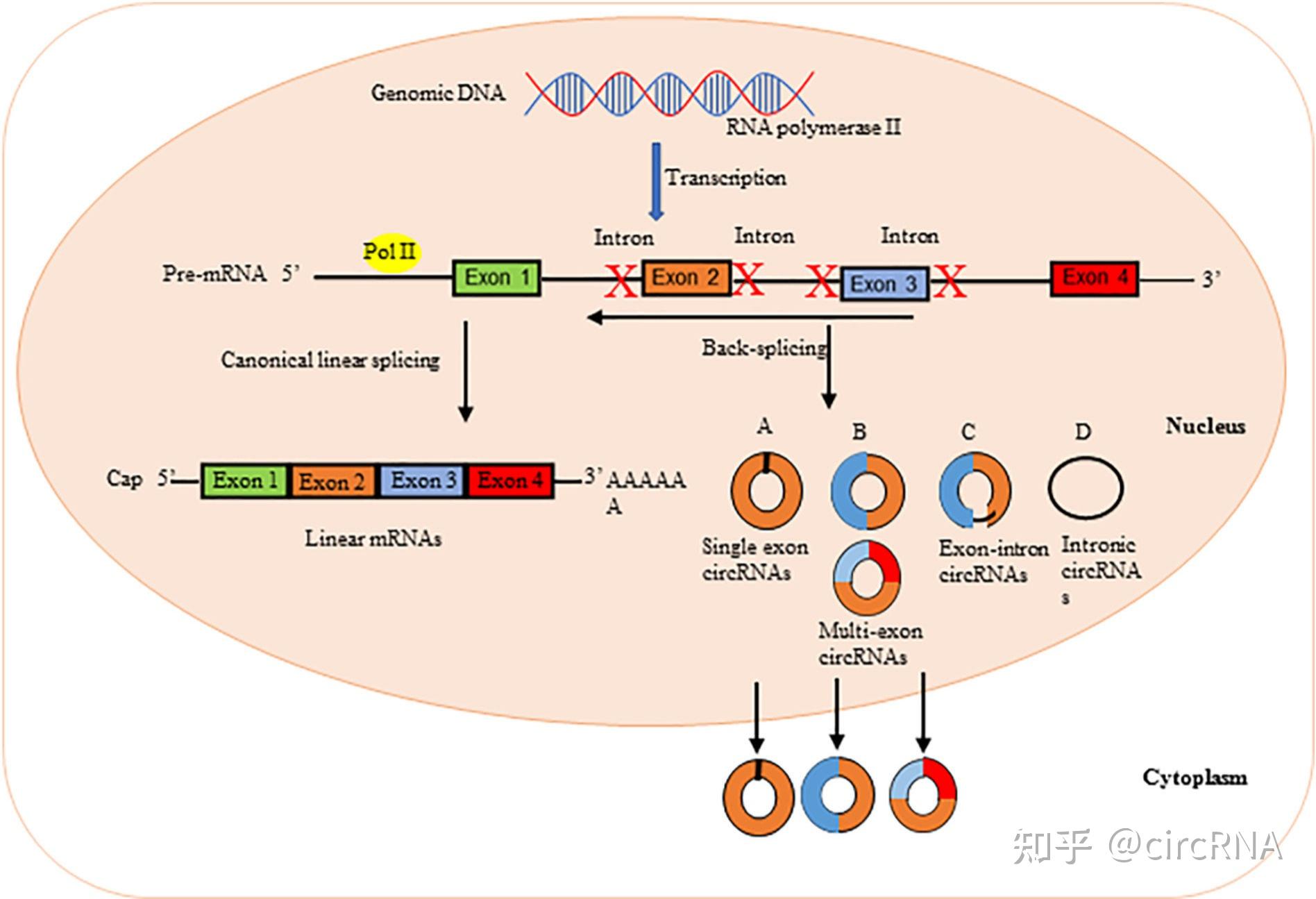Pharmacol Ther丨杨晓峰教授综述circRNA在心血管和代谢性疾病中的研究进展 - 知乎