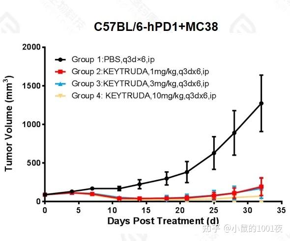 BALB/c Mice - 知乎