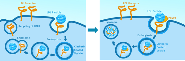 MSD口服降脂环肽进入Ⅲ期临床，环肽已成下一风口 - 知乎