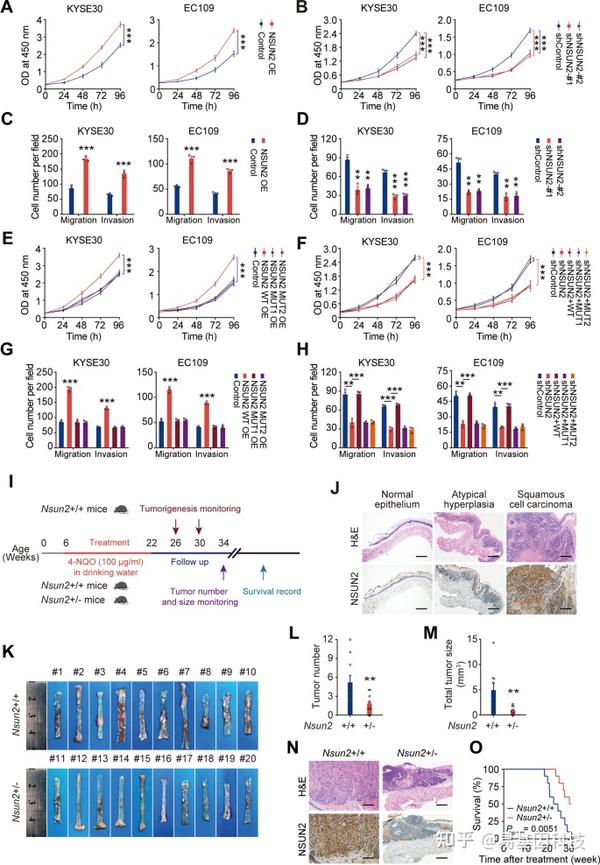 易基因｜NSUN2介导RNA m5C修饰促进食管鳞状细胞癌进展的表观调控机制 | 肿瘤研究 - 知乎