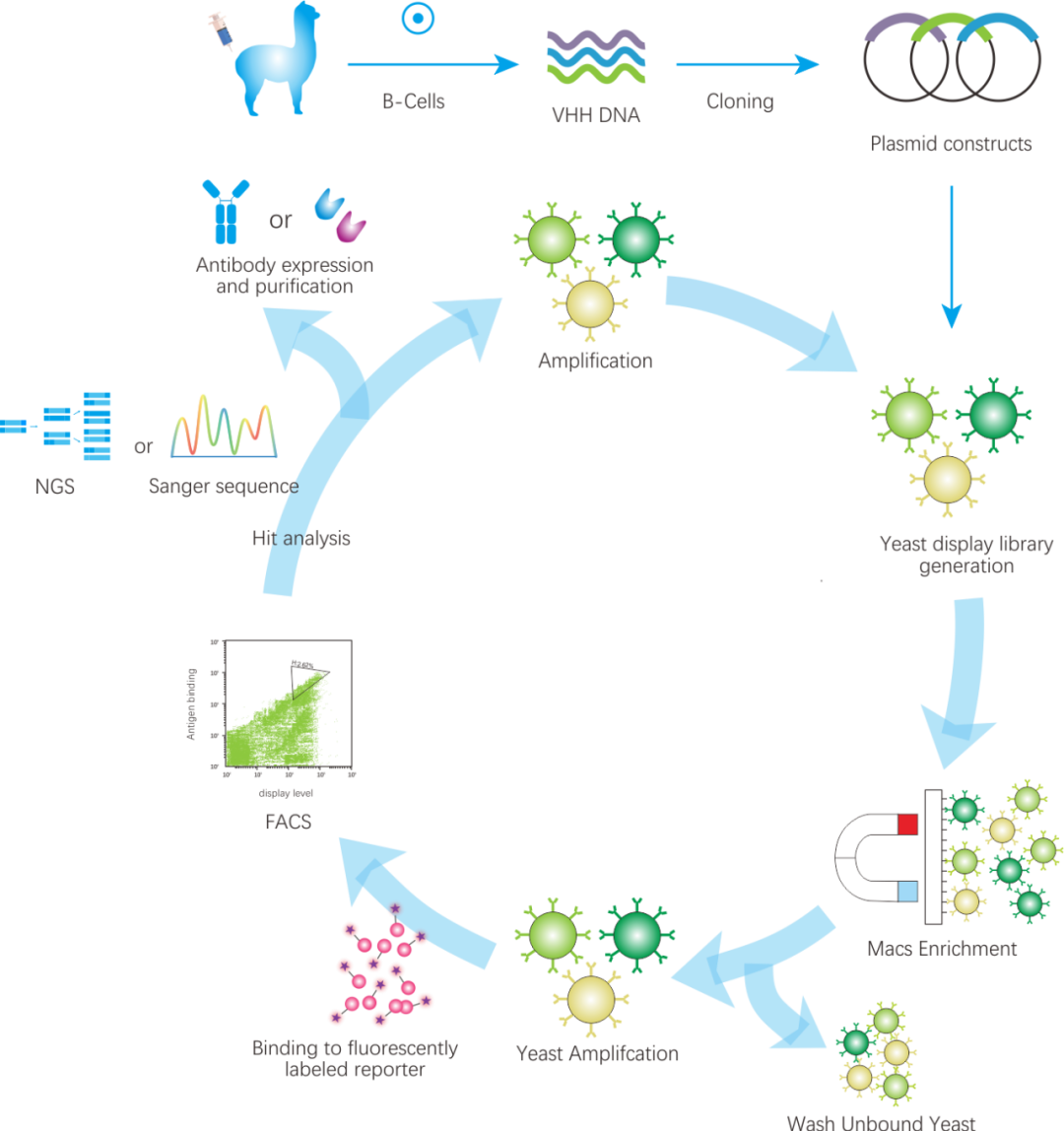 抗小分子免疫复合物纳米抗体开发 - 知乎