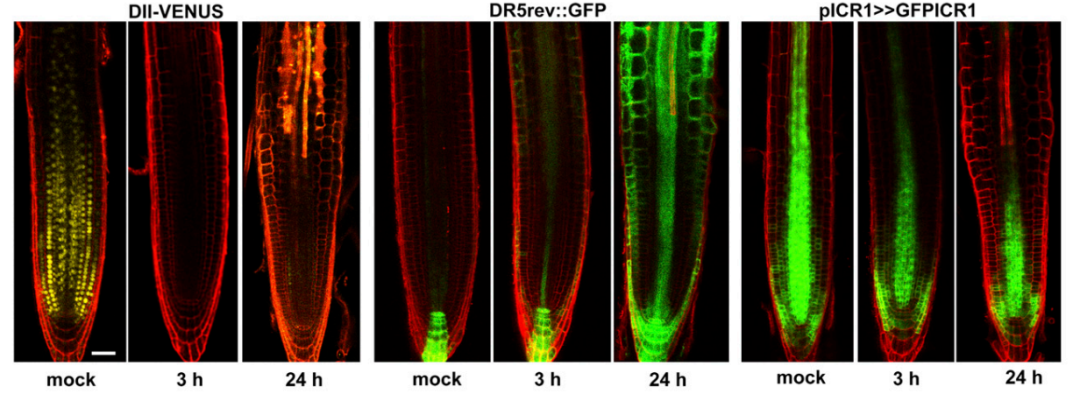 荧光蛋白的升级用法 - 知乎
