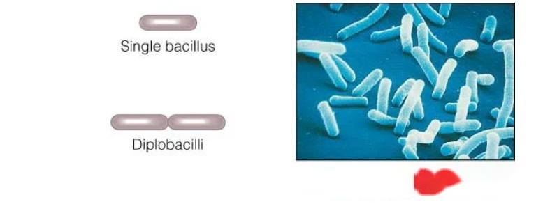 微生物大小和形态多样，自然界还处在正方形，星形细菌 - 知乎