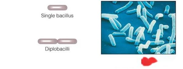 微生物大小和形态多样，自然界还处在正方形，星形细菌 - 知乎