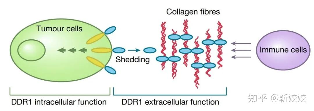 Nature热点 I DDR1或将成为三阴乳腺癌治疗新靶点 - 知乎