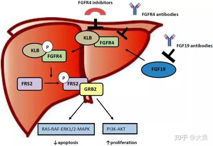 FGF19/FGFR4信号通路与原发性肝细胞肝癌（HCC） - 知乎