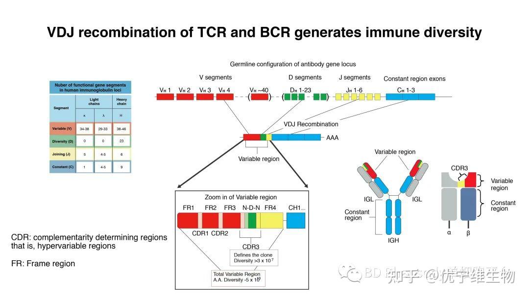 SeqGeq系列之：如何分析单细胞免疫组库VDJ数据？ - 知乎