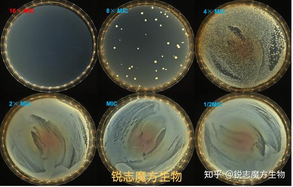 MIC和MBC测试 - 知乎
