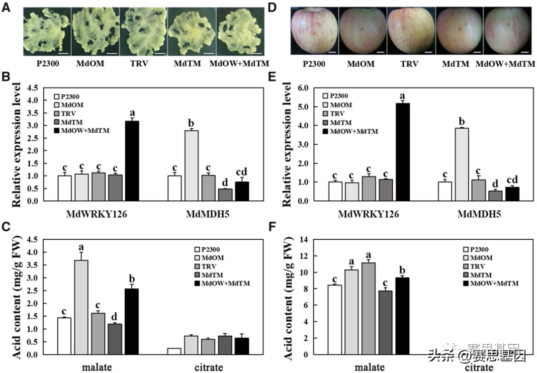 MdWRKY126通过调节苹果酸脱氢酶调节苹果果实中苹果酸的积累 - 知乎