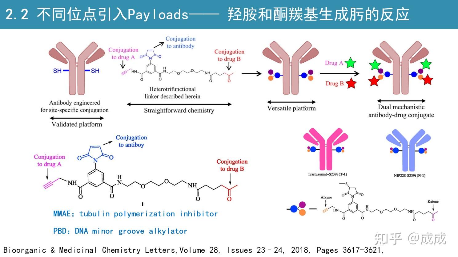 双载荷ADC的构建思路| Antibody-drug conjugates with dual payloads - 知乎