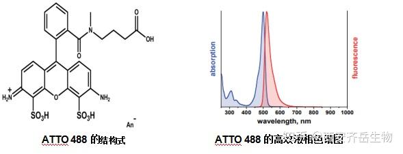ATTO 488染料的功能化修饰 - 知乎