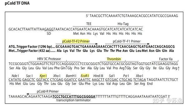 pCold系列载体介绍pCold-SUMO/pCold-TF/pCOld-GST - 知乎