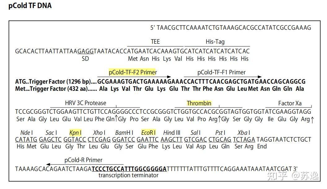pCold系列载体介绍pCold-SUMO/pCold-TF/pCOld-GST - 知乎
