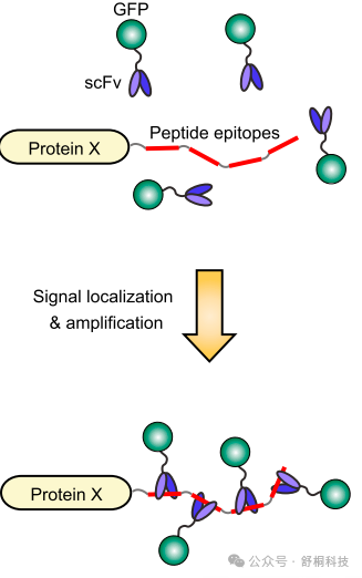 技术介绍 | Suntag系统在CRISPR系统中的应用 - 知乎