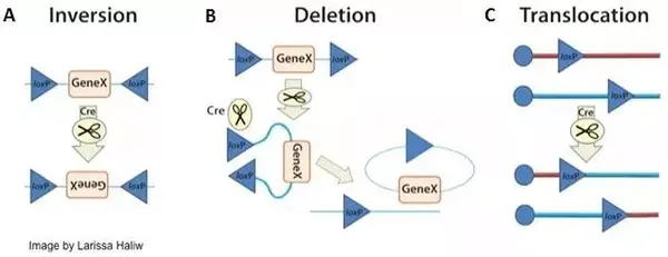 【干货】Cre-loxP重组酶系统介绍 - 知乎