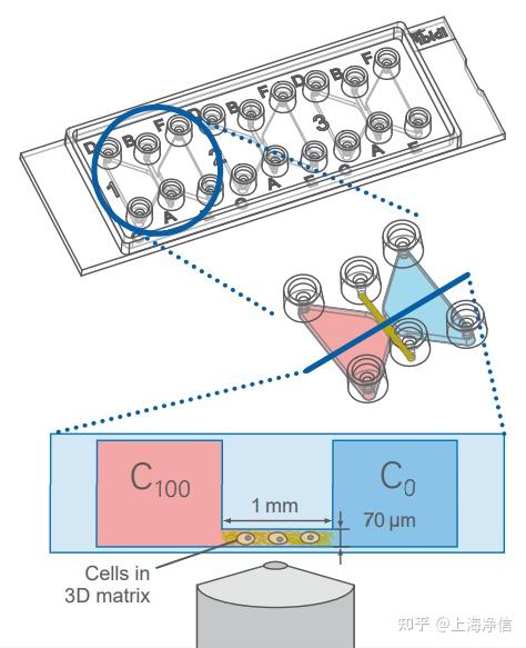 ibidi细胞趋化实验|可视化的Transwell细胞趋化实验原理+操作步骤 - 知乎