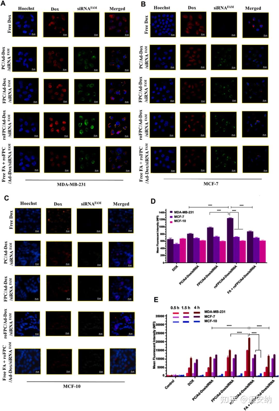 聚乙烯亚胺-环糊精纳米粒用于siRNA和DOX的共递送 - 知乎