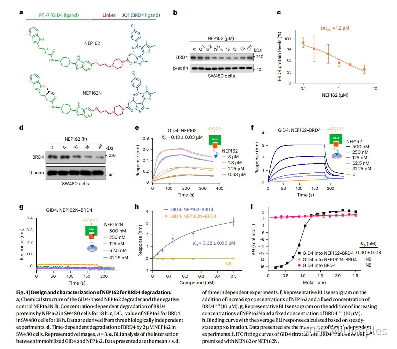 利用全新E3泛素连接酶GID4设计PROTAC - 知乎