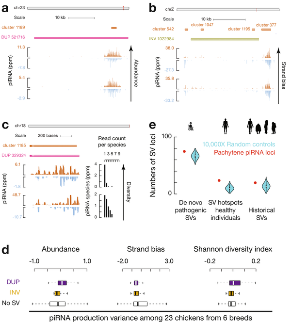 Nat Commun︱李鑫/赵辛团队合作报道羊膜动物利用固有的遗传不稳定性来保护种系基因组的完整性 - 知乎