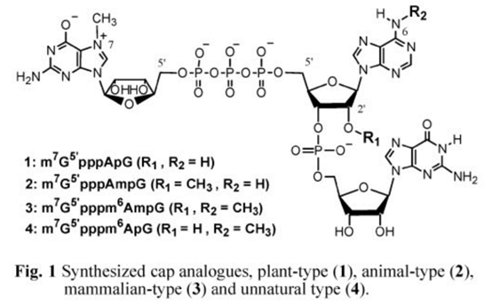 【星耀小课堂】mRNA篇｜mRNA合成——深度解析mRNA甲基化和帽子结构 - 知乎
