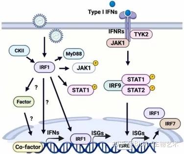 郑春福/周浩发表IRF1介导抗病毒天然免疫的最新研究进展 - 知乎