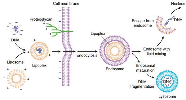 攻略动物细胞转染，一把成为实验高手 - 知乎