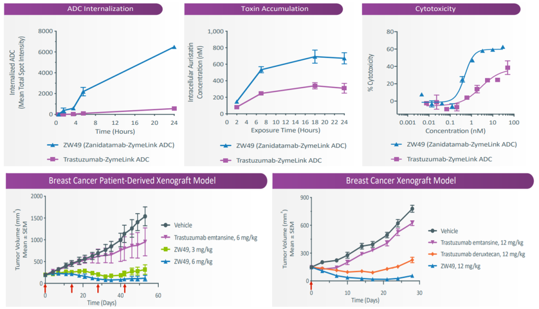 崭露头角的HER2后浪 —ZW25临床研究进展 - 知乎