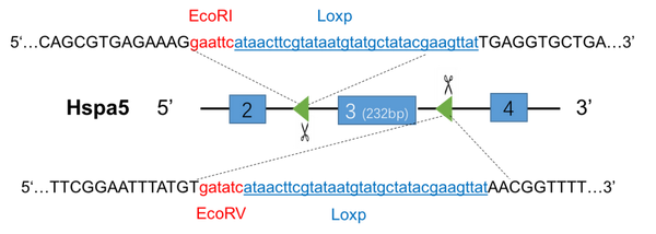 案例分享：Hspa5基因组织特异性敲除小鼠(Loxp)构建技术报告 - 知乎