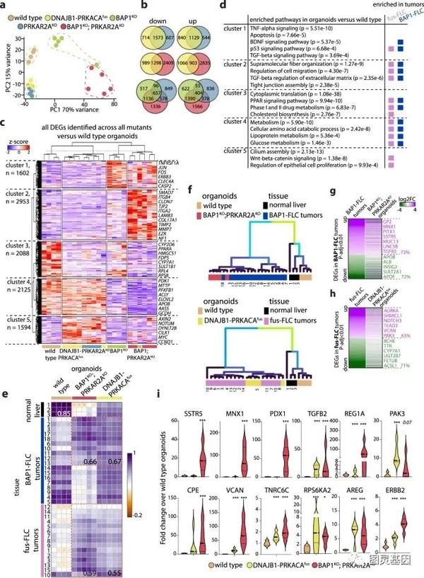 Nat Comm | 类器官和CRISPR-Cas9为罕见肝癌提供新见解 - 知乎