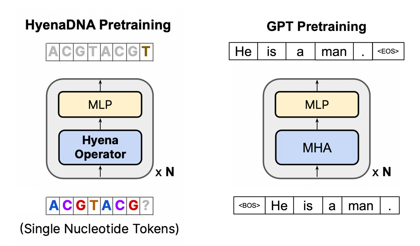 (九) HyenaDNA 技术解读 | 基于 Hyena 架构的超长 DNA 序列预训练模型 - 知乎
