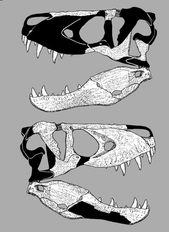 【转】霸王龙头骨较完整个体一览 - 知乎