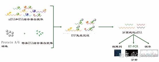 IP COIP ChiP RIP pull-down还在傻傻分不清楚？（理论知识） - 知乎