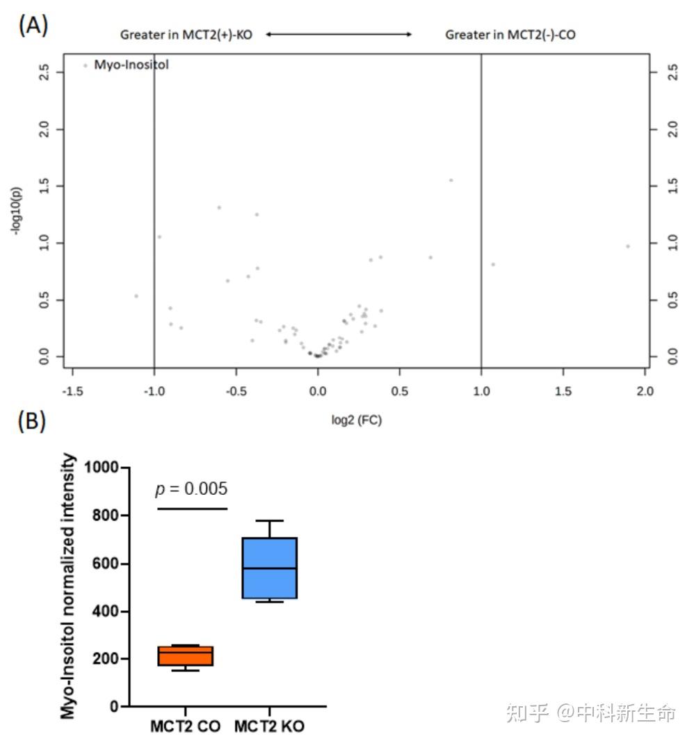 Int J Mol Sci｜多组学揭示MCT2限制肺癌小鼠模型中的肿瘤生长 - 知乎