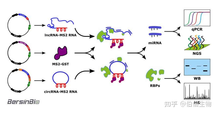 TRAP技术详解 - 知乎