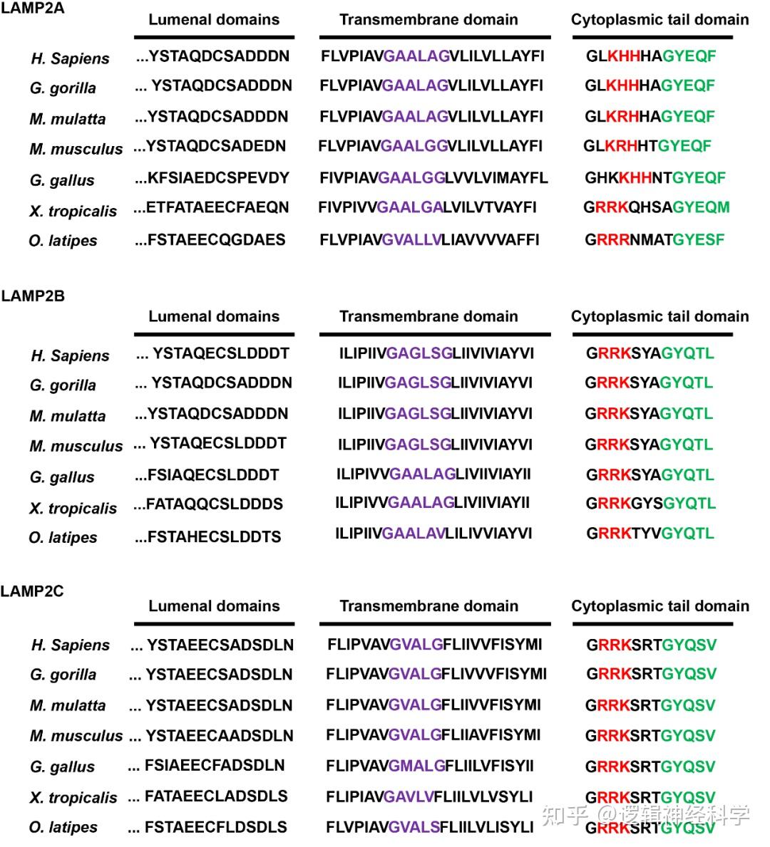 Autophagy 综述︱山东大学齐鲁医院陈文强/吕慧霞/张猛团队评述LAMP2A、LAMP2B和LAMP2C在疾病中的作用 - 知乎