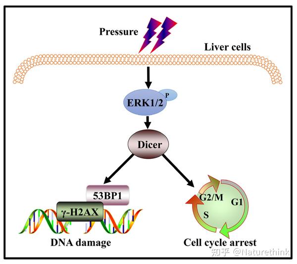 压力负荷通过 ERK1/2–Dicer 信号通路诱导人肝细胞系 L02 细胞中的 DNA 损伤 - 知乎