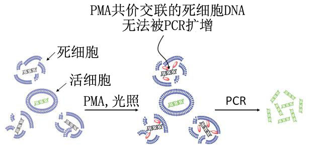 PMA的应用 - 知乎