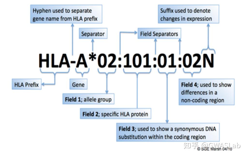 HLA系统命名规则 - 知乎