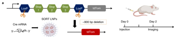 Nat. Nanotechno. | Selective organ targeting (SORT) nanoparticles for ...