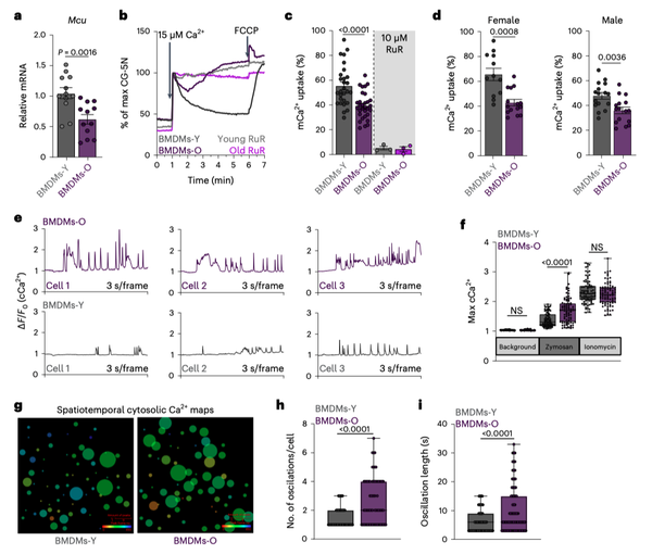 Nature Aging丨巨噬细胞线粒体钙吸收减少是炎症的主要驱动因素 - 知乎