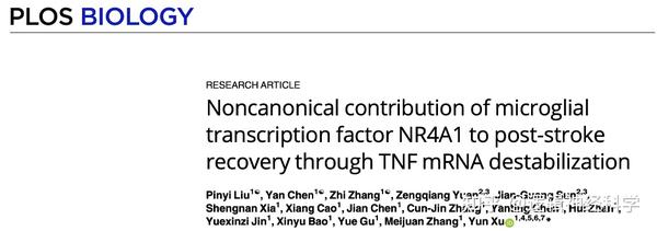 PLOS Biol︱南京大学徐运课题组揭示小胶质细胞调控卒中后神经炎症新机制 - 知乎
